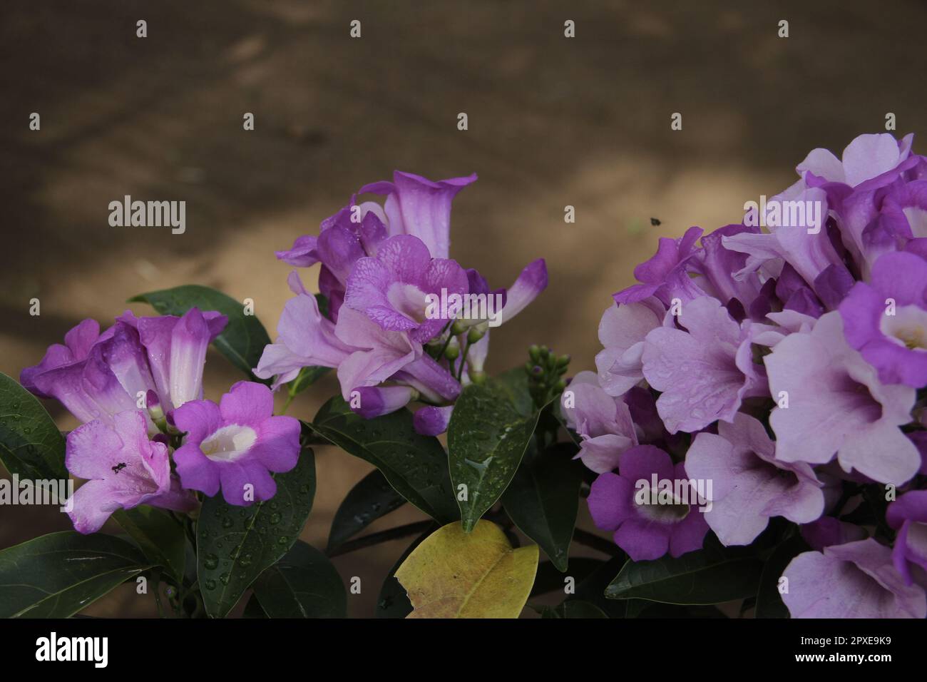 Purple trumpet flower (Mandevilla sanderi) in the yard Stock Photo - Alamy