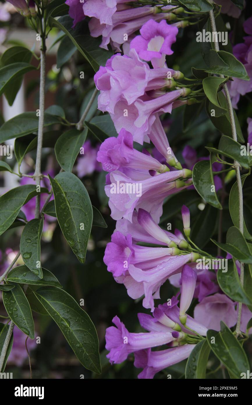 Purple trumpet flower (Mandevilla sanderi) in the yard Stock Photo - Alamy