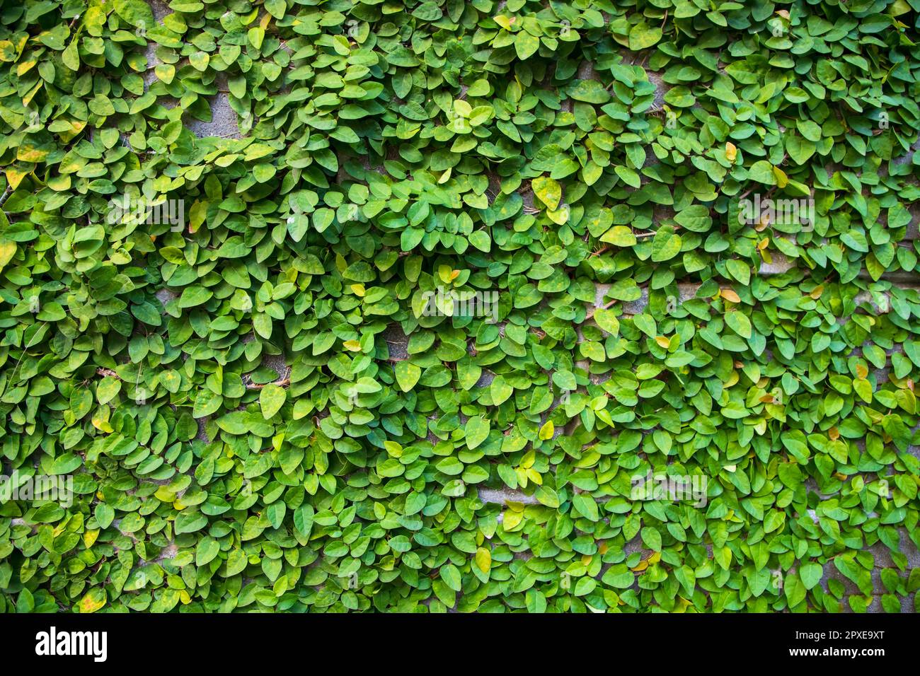 The detail of green climbing plants on a wall may be used as a texture ...