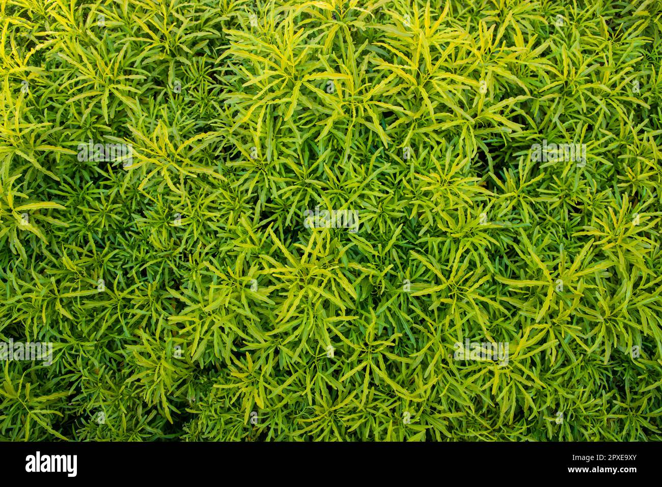 Top view of green decorative leaves natural texture background in the ...