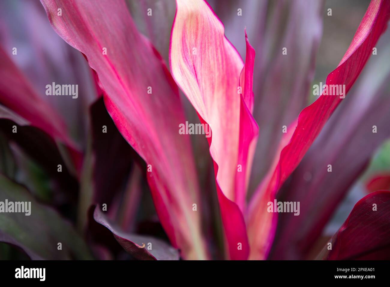 Natural Colorful Pink purple cordyline Leaves flower texture may be ...