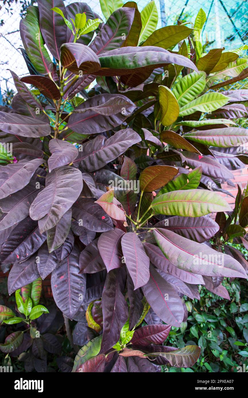 Natural Colorful Croton Leaves may be used as a texture background ...