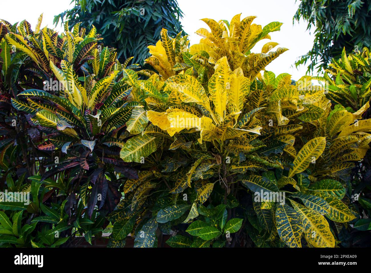Natural Colorful Croton Leaves may be used as a texture background ...