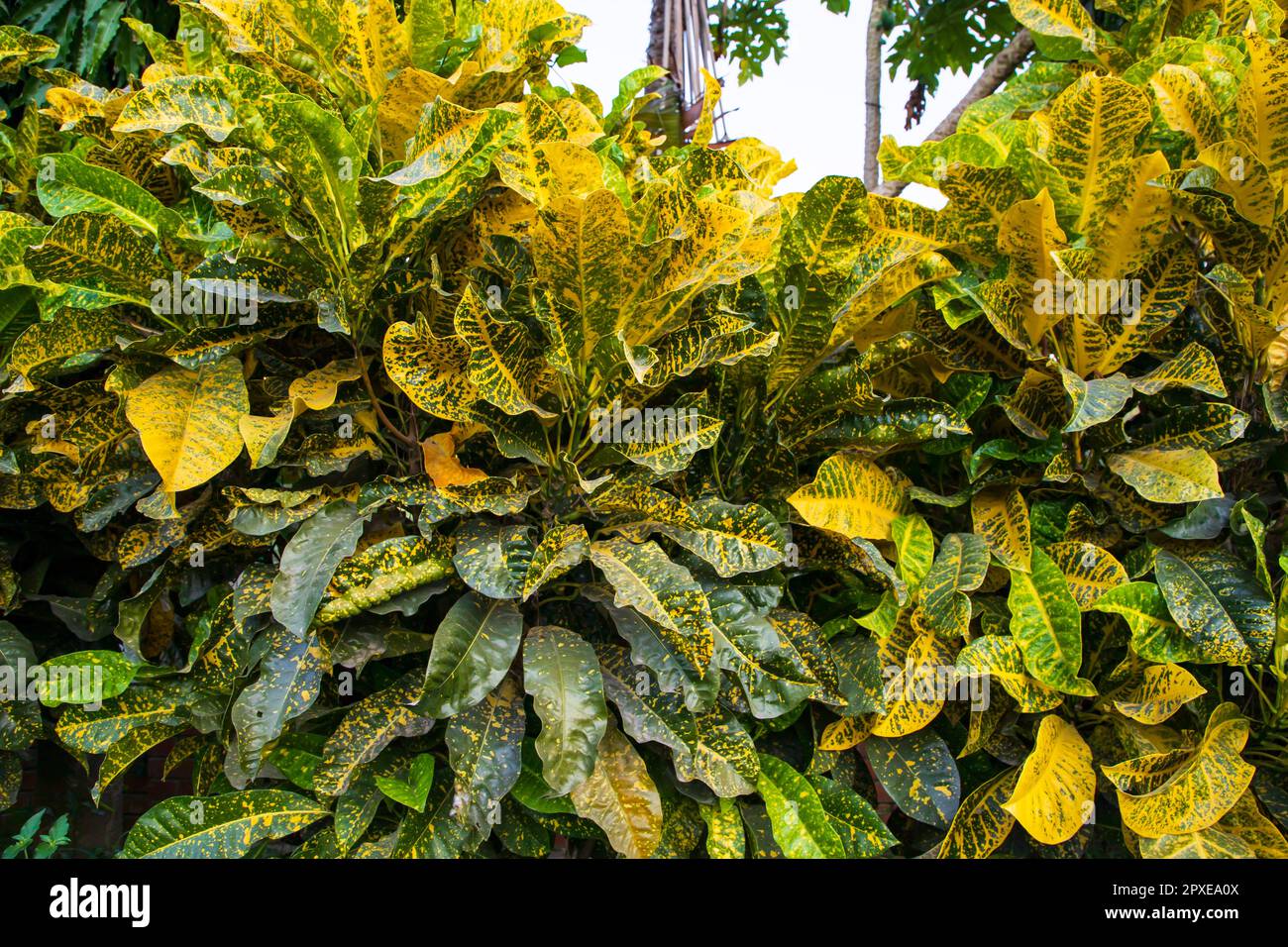 Natural Colorful Croton Leaves may be used as a texture background ...