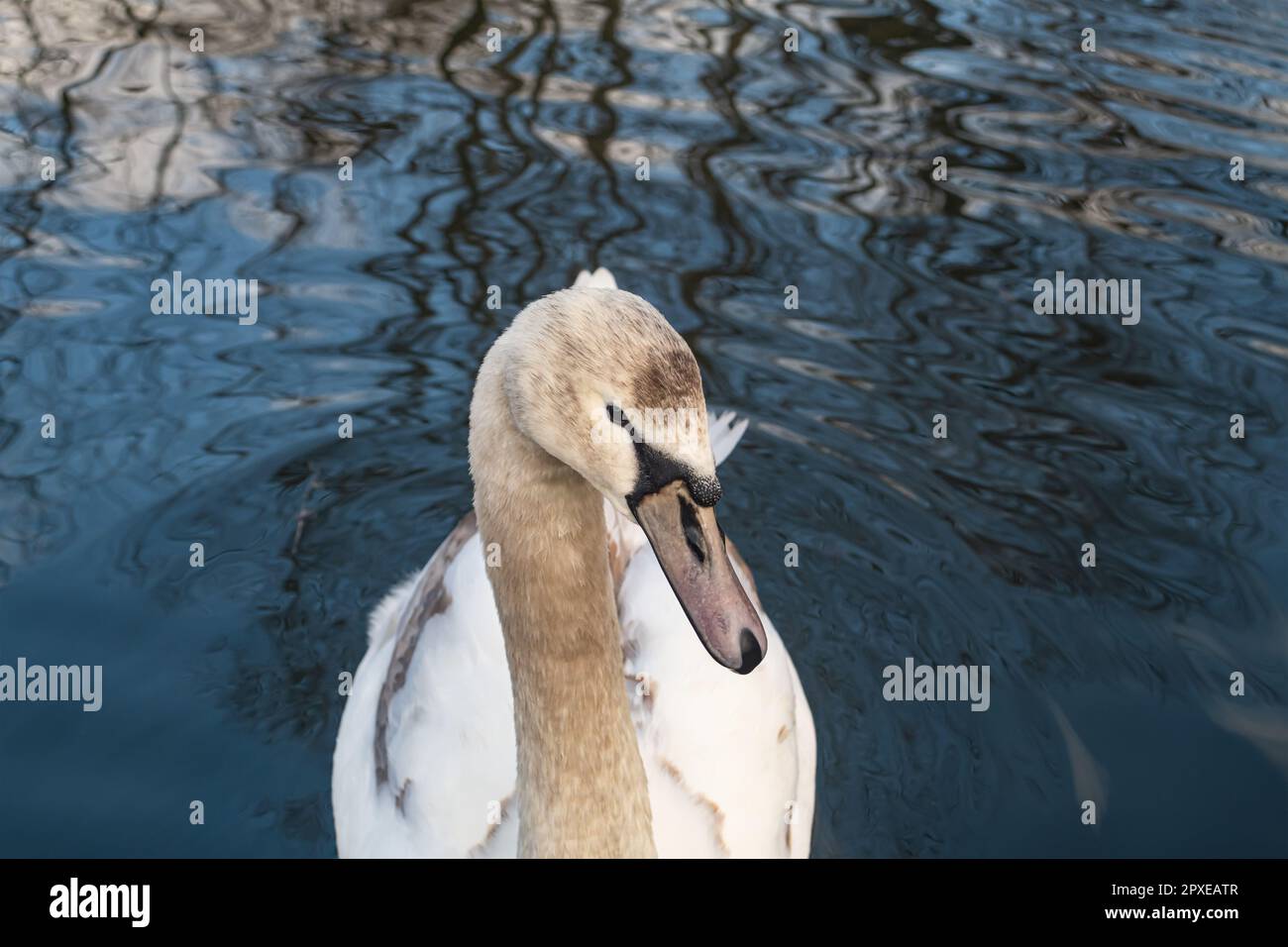 Swan swims up close hi-res stock photography and images - Alamy