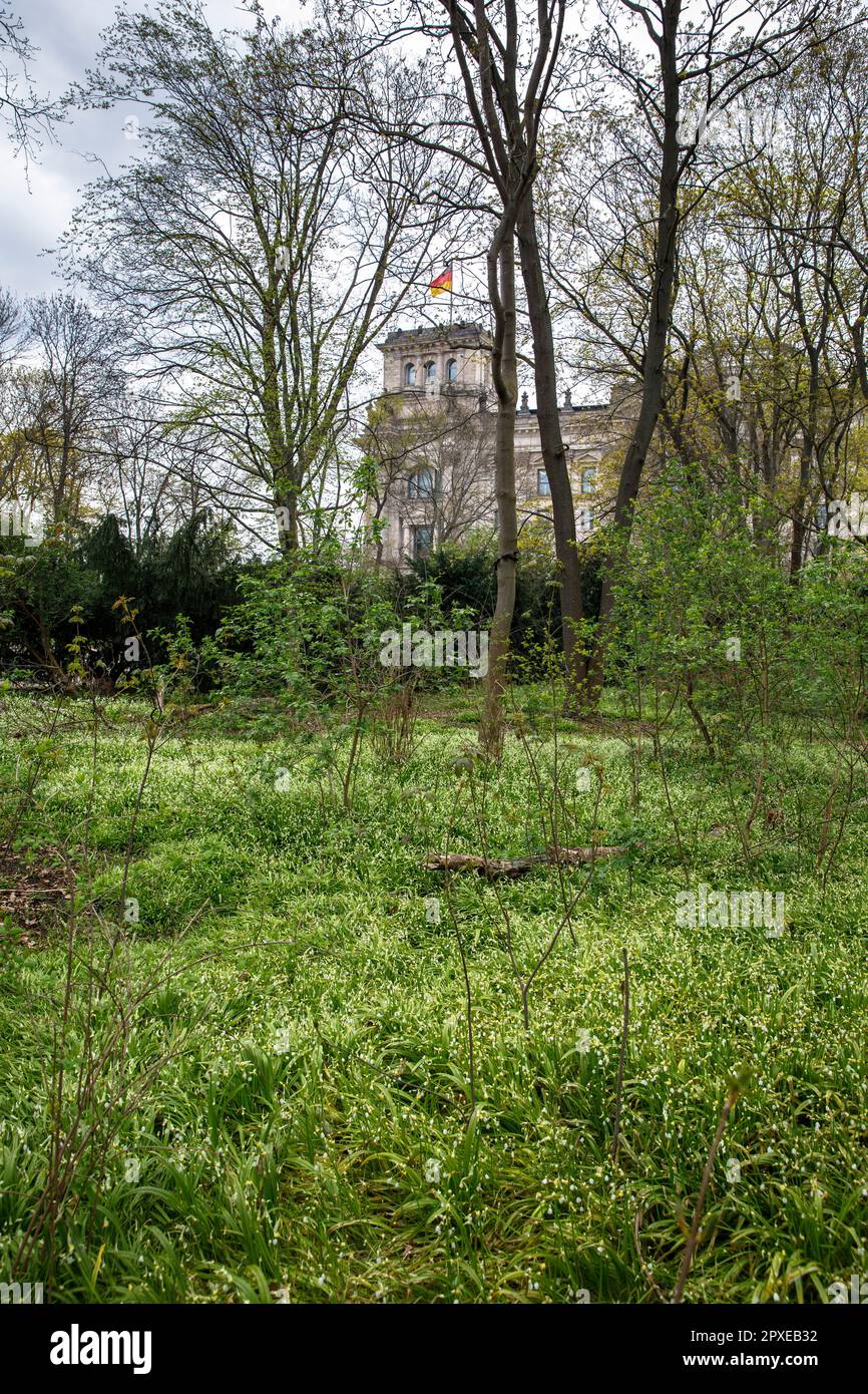few-flowered leek (Allium paradoxum) grows in Tiergarten park near the ...