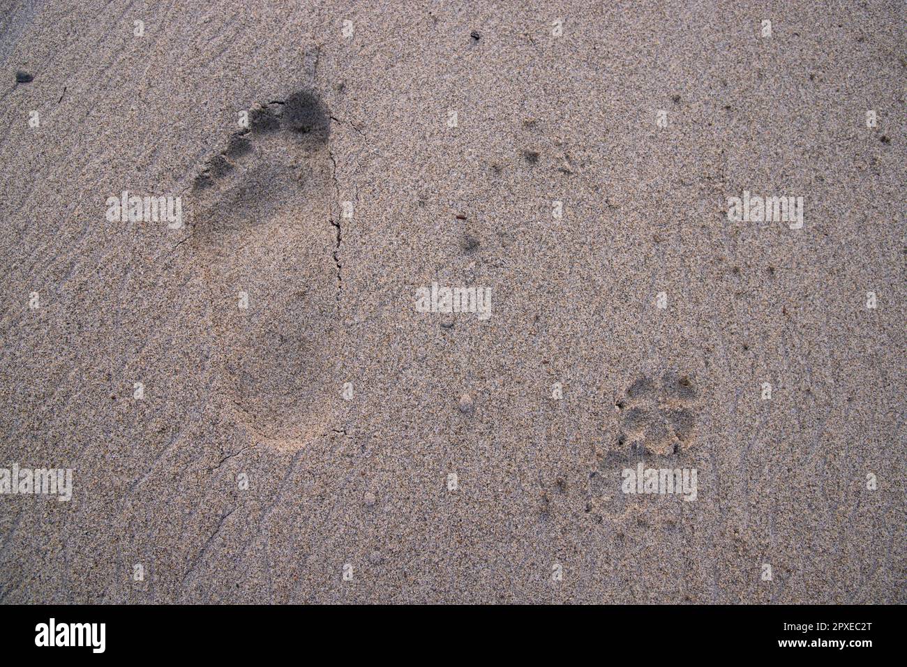Human footprint with an animal footprint Sand texture background Stock ...