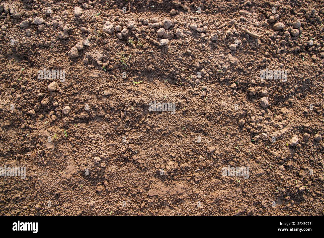 Brown crushed soil peat field texture may be used as a background ...