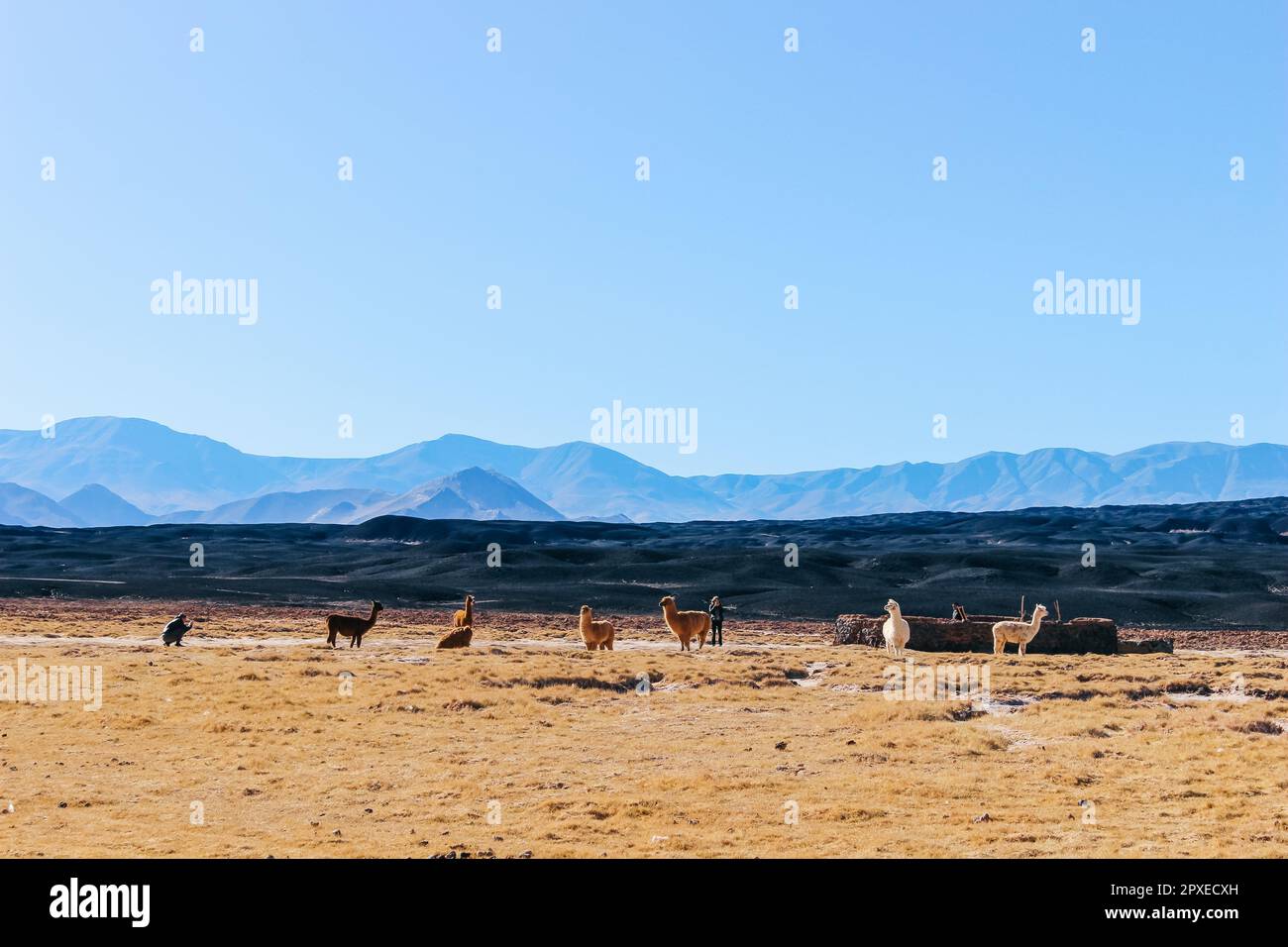 A group of lamas standing in the dry desert landscape at Carachi Pampa ...