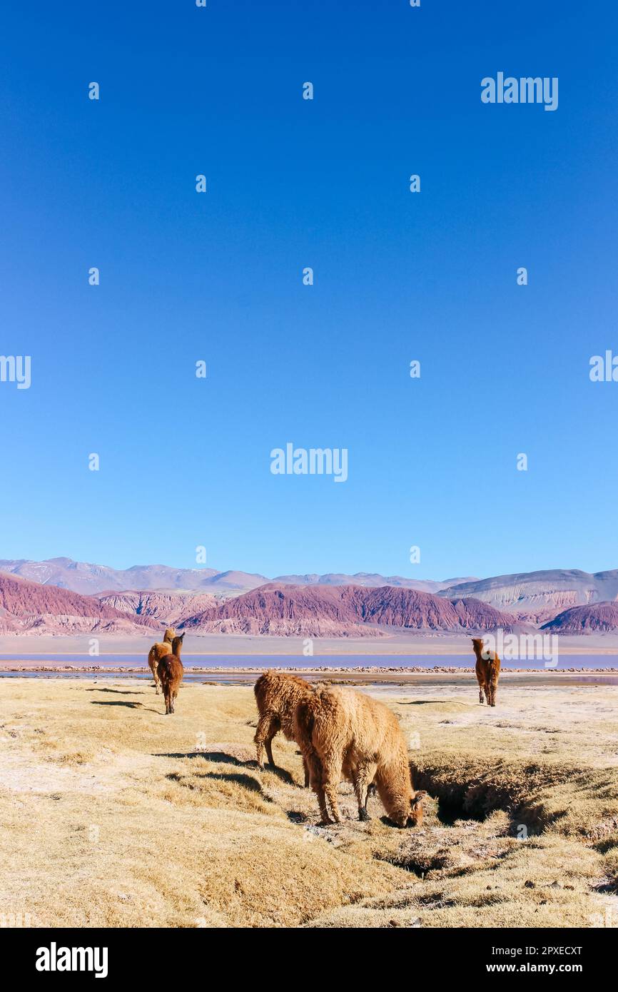 A group of lamas standing in the dry desert landscape at Carachi Pampa ...