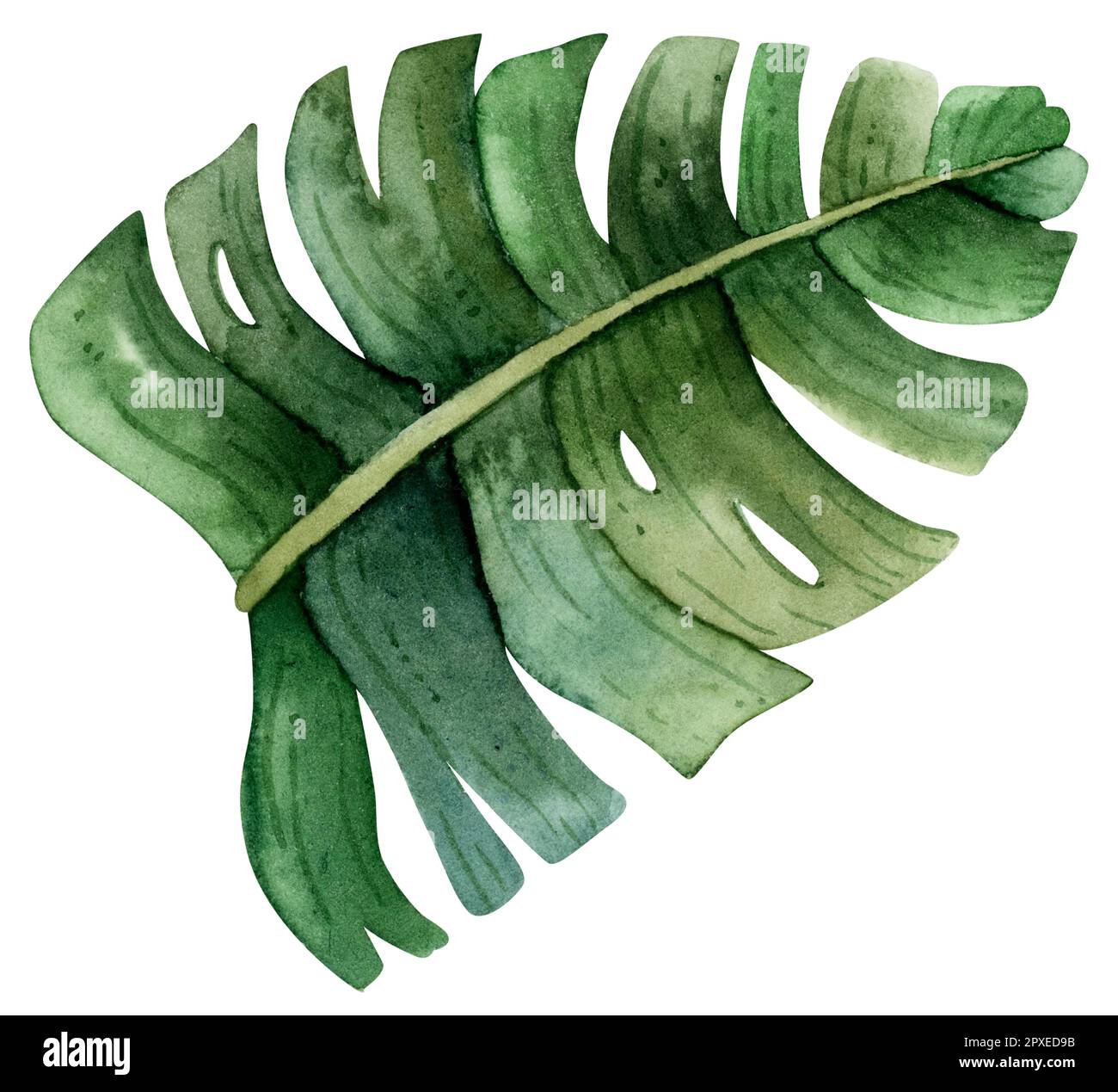 Watercolor green Monstera leaf, top view. Hand drawn realistic ...