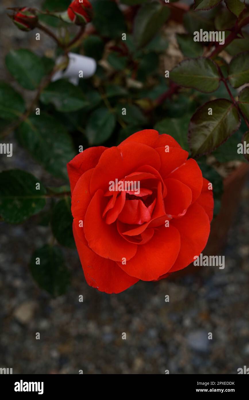 Plenis Solei roses, Orticola the Market Exhibition of unusual, rare and ...