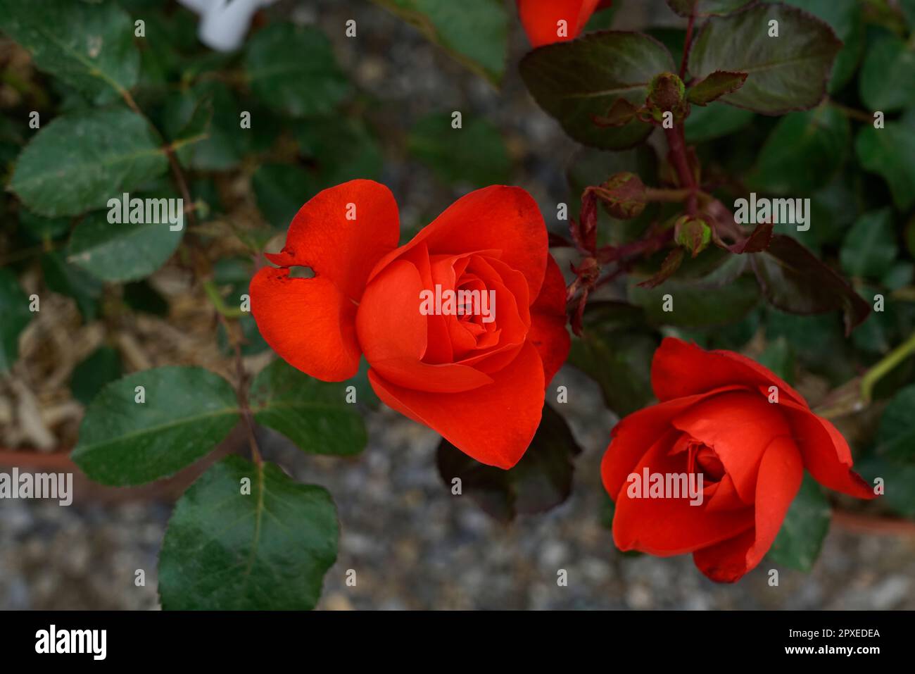 Plenis Solei roses, Orticola the Market Exhibition of unusual, rare and ...