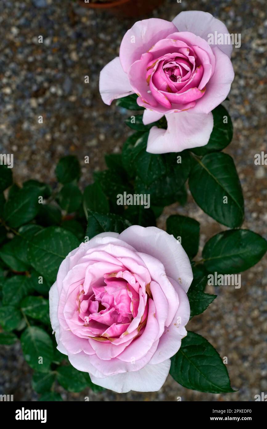 Pacific Blue rose, Orticola the Market Exhibition of unusual, rare and ...