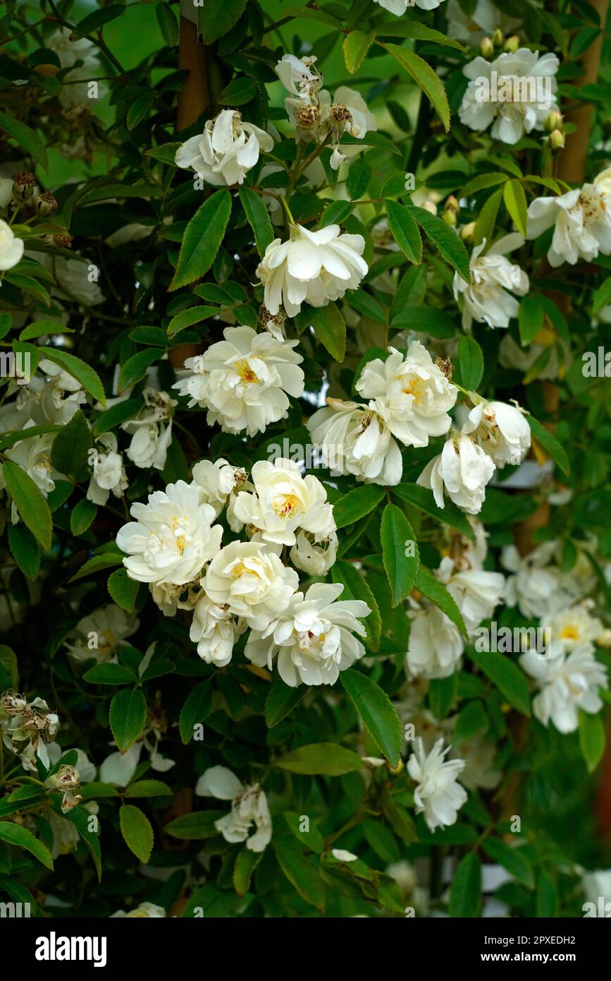 Lady Bank Rose, Orticola the Market Exhibition of unusual, rare and ...