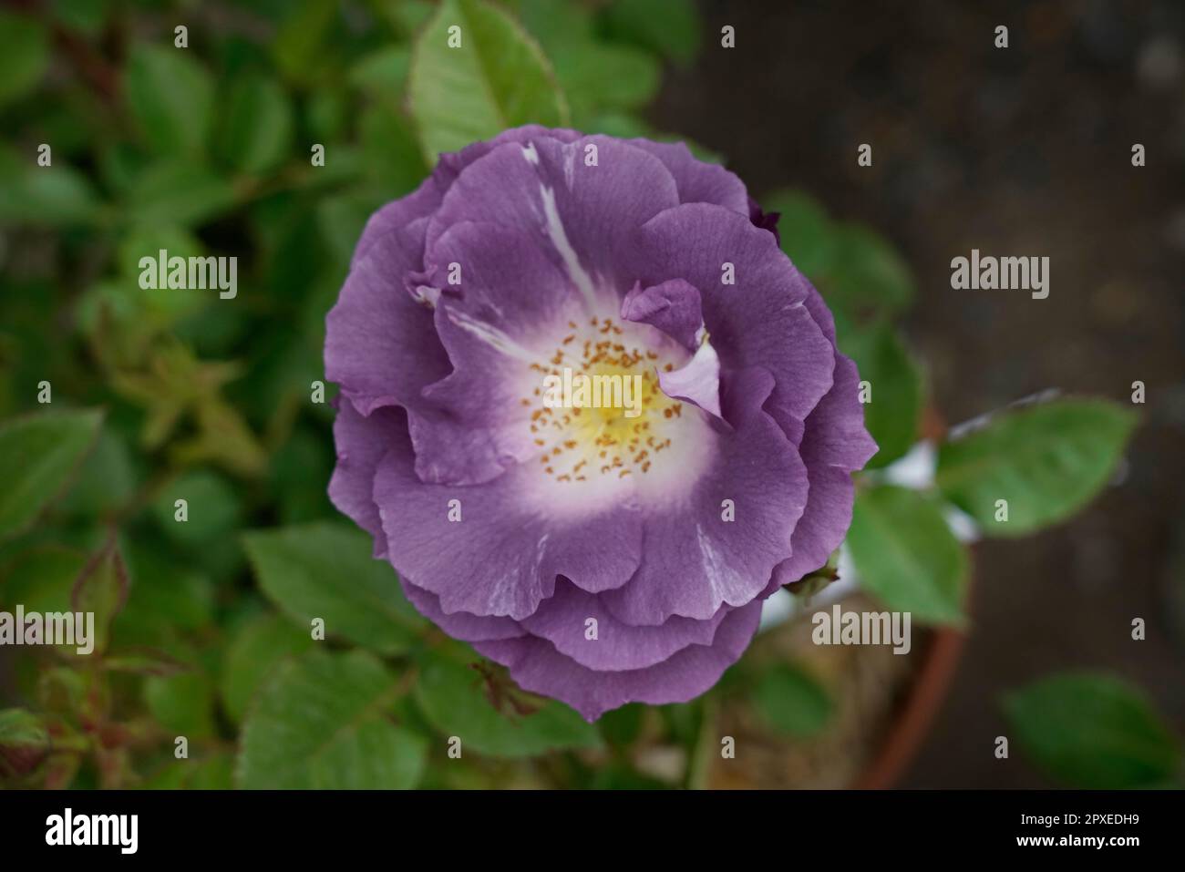 Pacific Dream rose, Orticola the Market Exhibition of unusual, rare and ...
