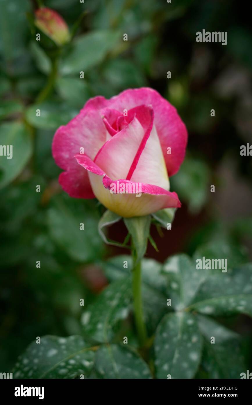 Pierre de Ronsard rose, Orticola the Market Exhibition of unusual, rare ...