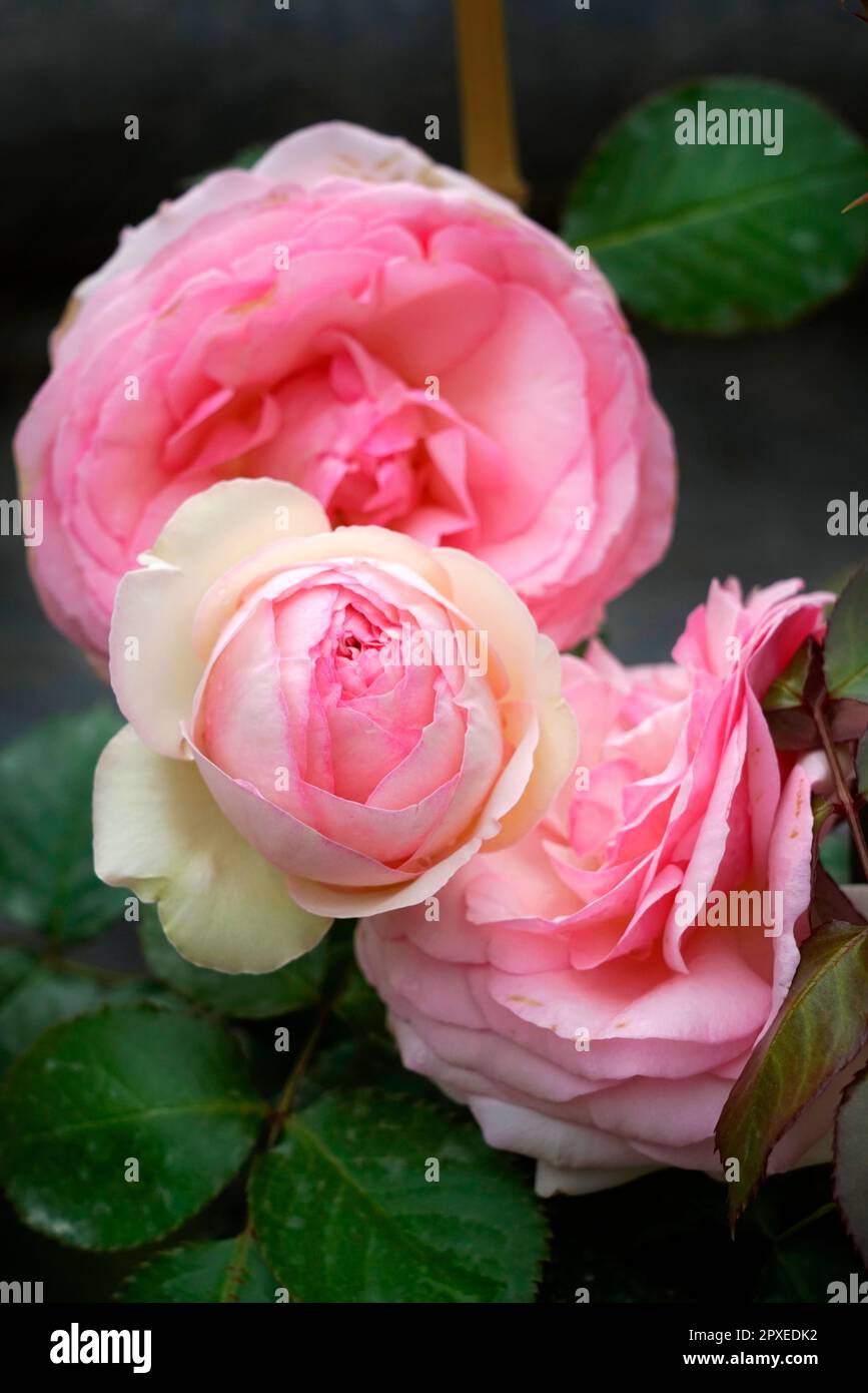 Pierre de Ronsard rose rampicante, Orticola the Market Exhibition of ...