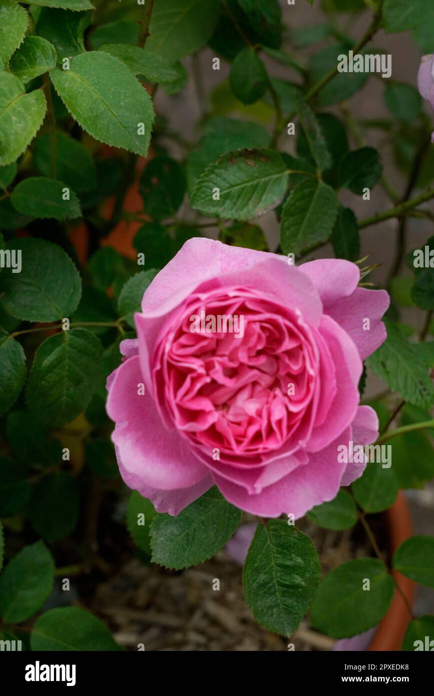 Munstead wood rose, Orticola the Market Exhibition of unusual, rare and ...
