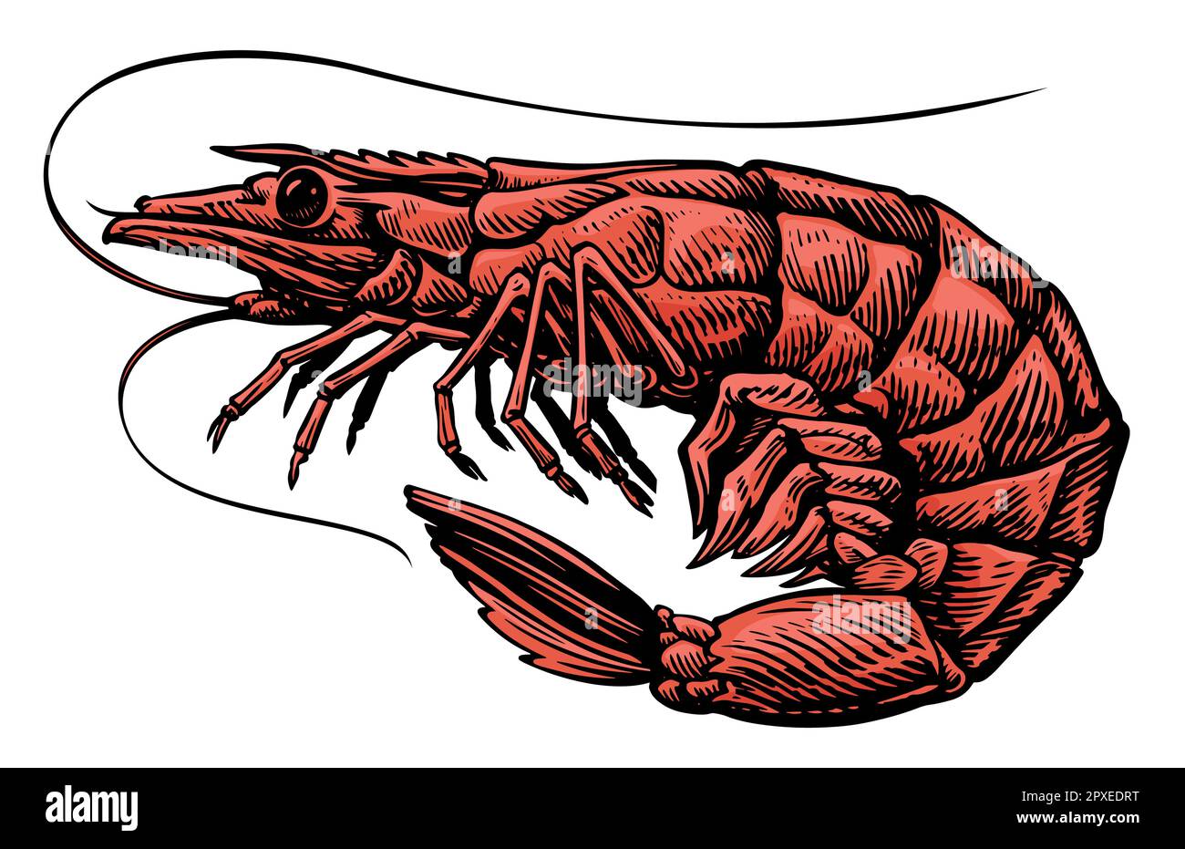 Shrimp vector illustration. Whole prawn, seafood isolated Stock Vector ...