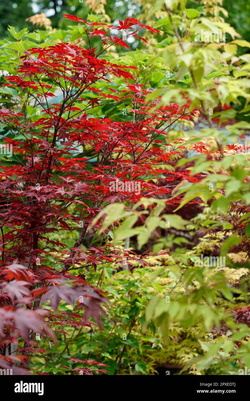 Different types of Maple Plants, Orticola the Market Exhibition of ...
