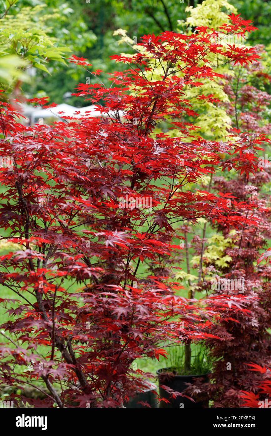 Different types of Maple Plants, Orticola the Market Exhibition of ...