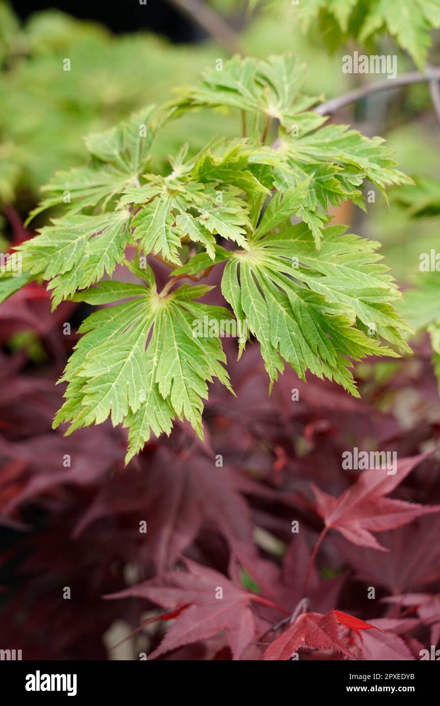 Different types of Maple Plants, Orticola the Market Exhibition of ...