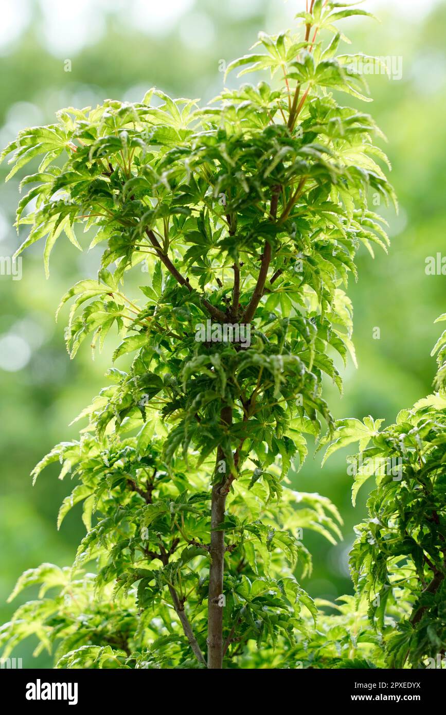 Different types of Maple Plants, Orticola the Market Exhibition of ...