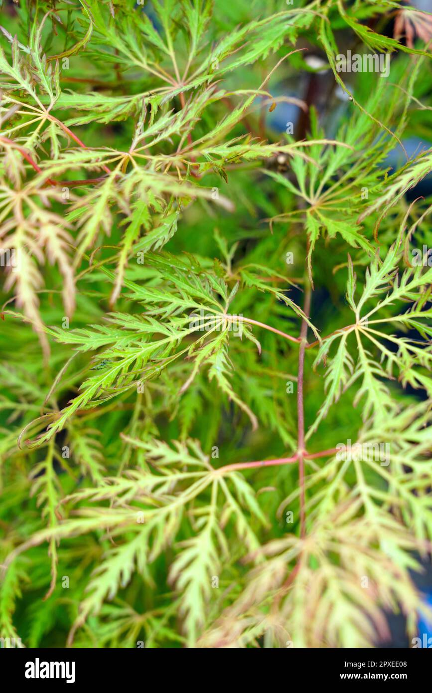 Different types of Maple Plants, Orticola the Market Exhibition of ...