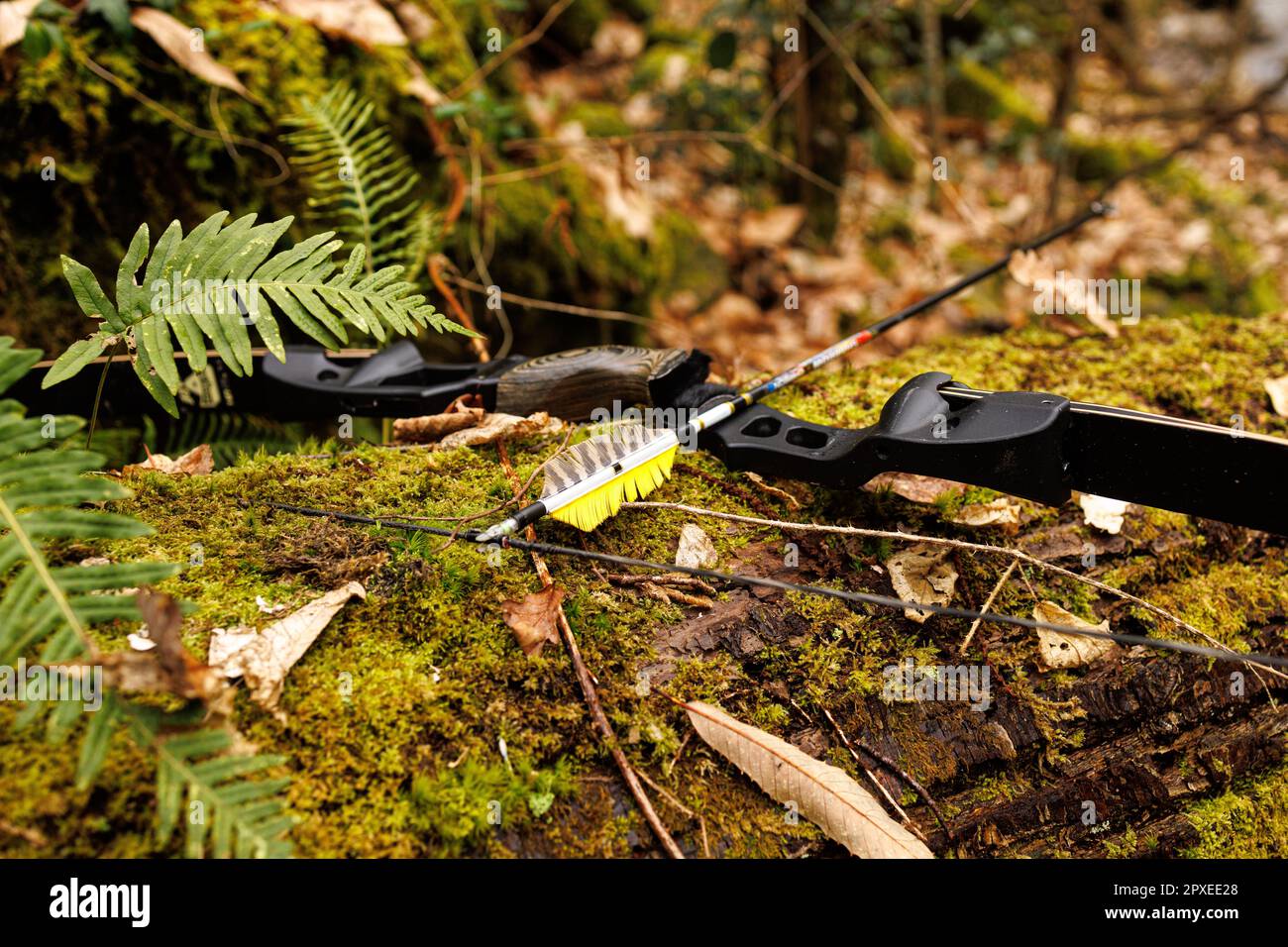 An arrow and bow laying on the ground in a lush forest setting Stock ...