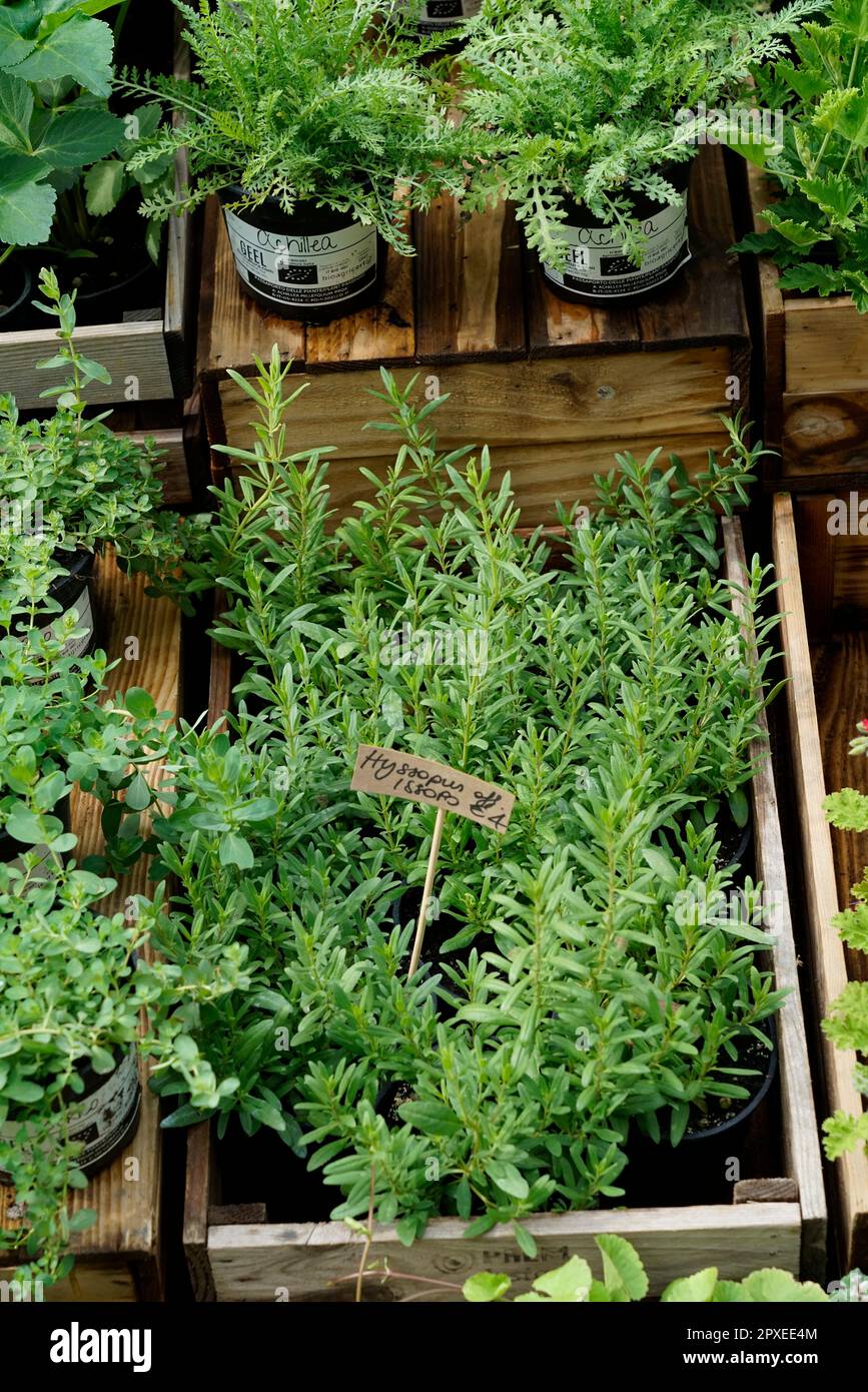 Hyssopus officinalis, Orticola the Market Exhibition of unusual, rare ...