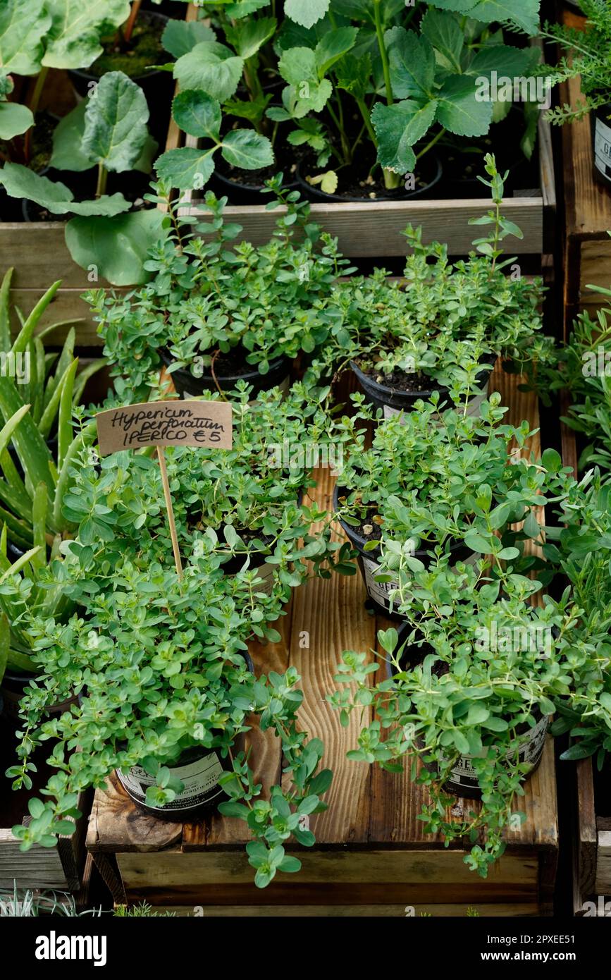 Hypericum perforatum, Orticola the Market Exhibition of unusual, rare ...