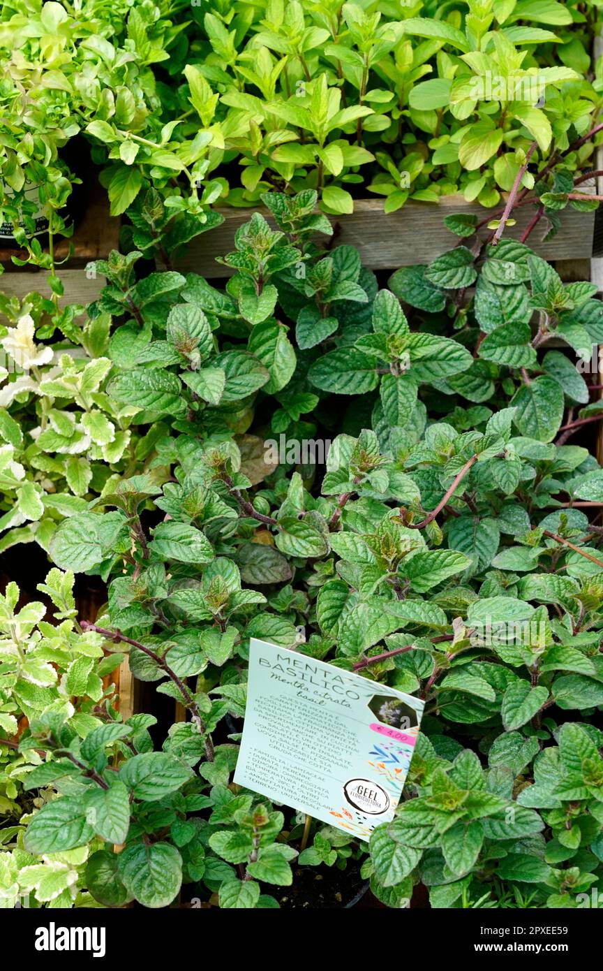 Menta citrata hi-res stock photography and images - Alamy
