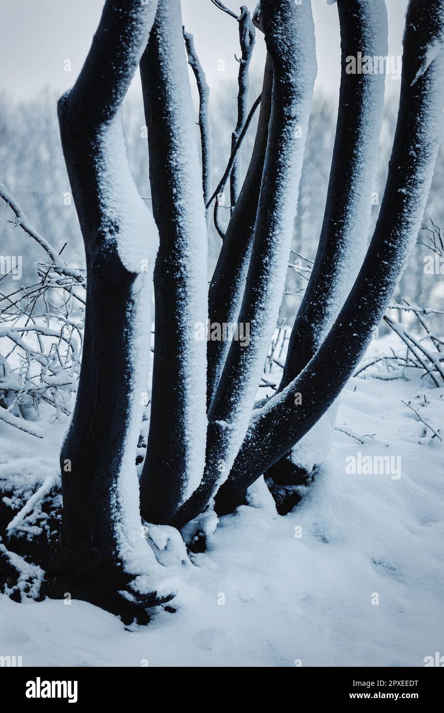 Winter snow scene depicting snow hi-res stock photography and images ...