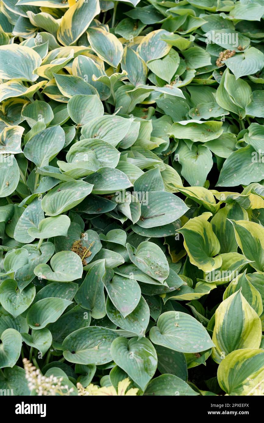 Hosta albo-marginata, Byblis Crassicornis, Amppeliscidae, Orticola the ...