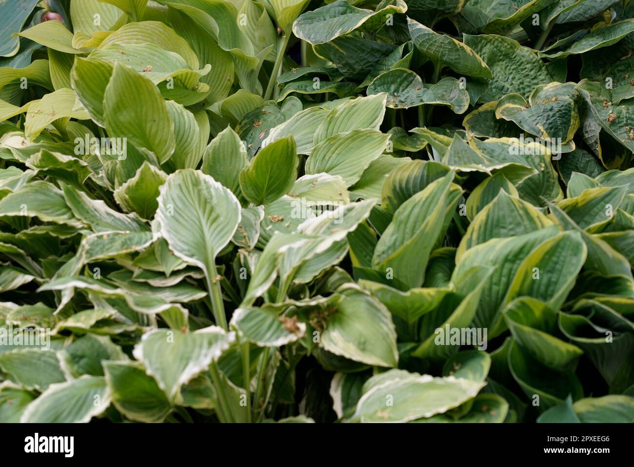 Hosta albo-marginata, Byblis Crassicornis, Amppeliscidae, Orticola the ...
