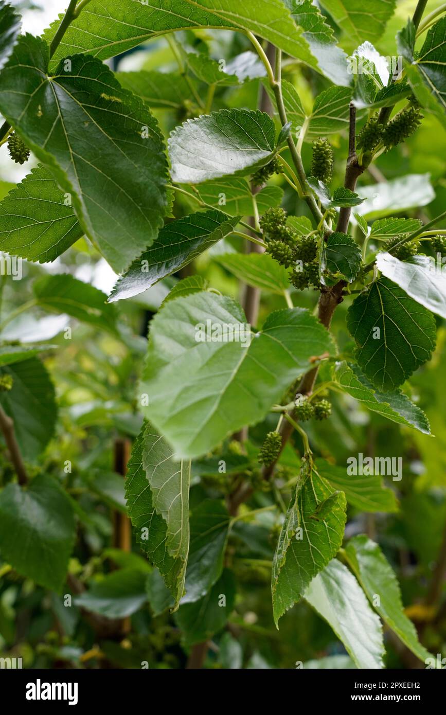 White Mulberry, Morus alba, is a fruit tree belonging to the Moraceae ...