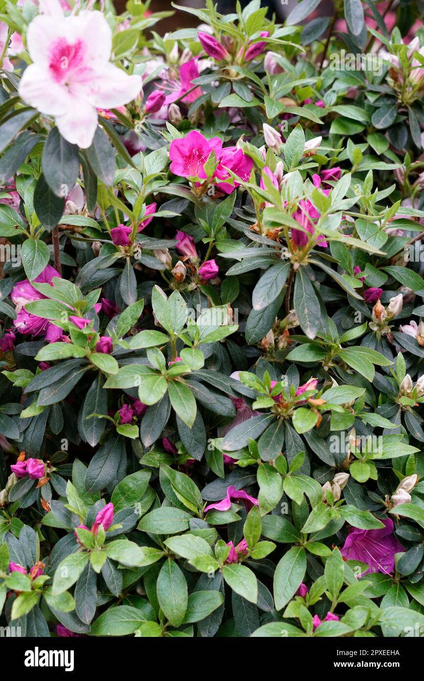 Azalea Rhododendron, Rhododendron, Ericaceae, Orticola the Market ...