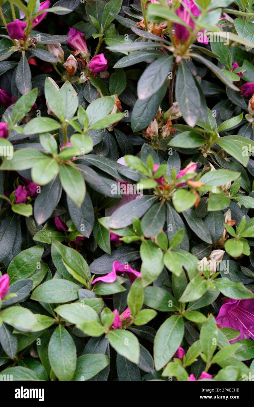 Azalea Rhododendron, Rhododendron, Ericaceae, Orticola the Market ...
