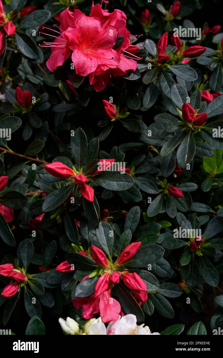 Azalea Rhododendron, Rhododendron, Ericaceae, Orticola the Market ...