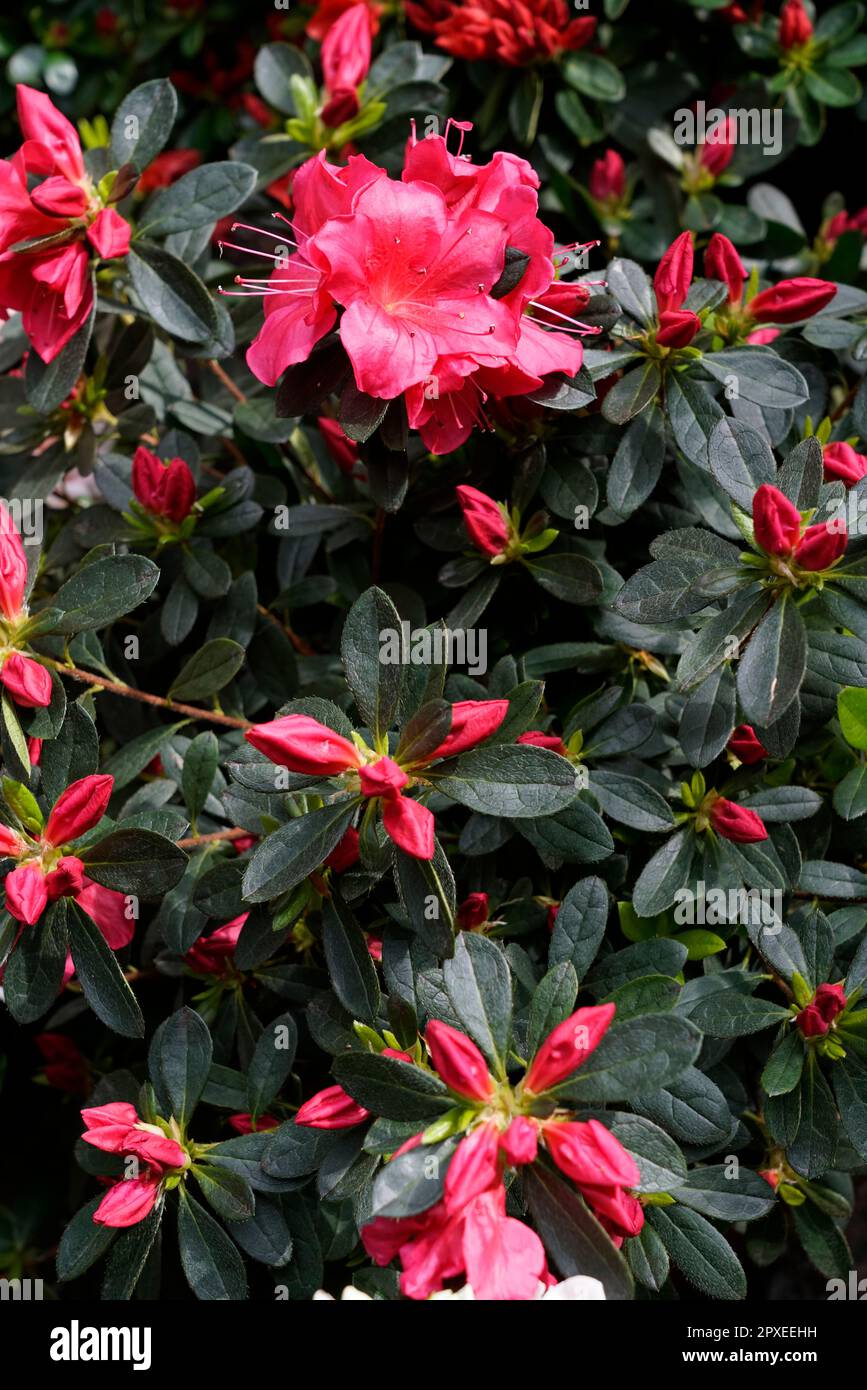 Azalea Rhododendron, Rhododendron, Ericaceae, Orticola the Market ...
