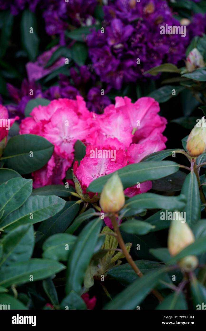 Azalea Rhododendron, Rhododendron, Ericaceae, Orticola the Market ...