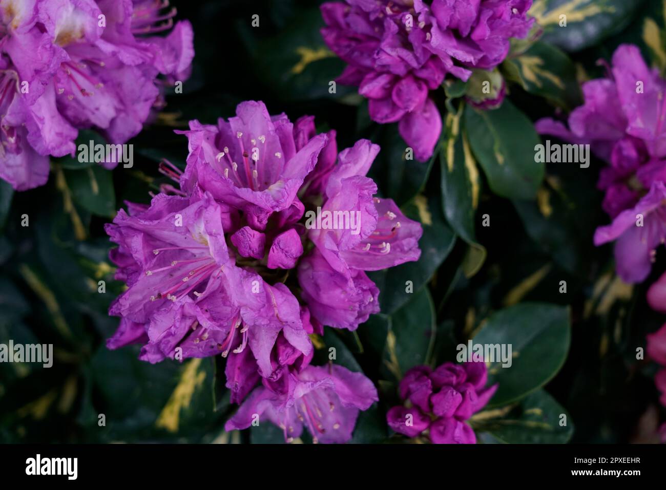 Azalea Rhododendron, Rhododendron, Ericaceae, Orticola the Market ...