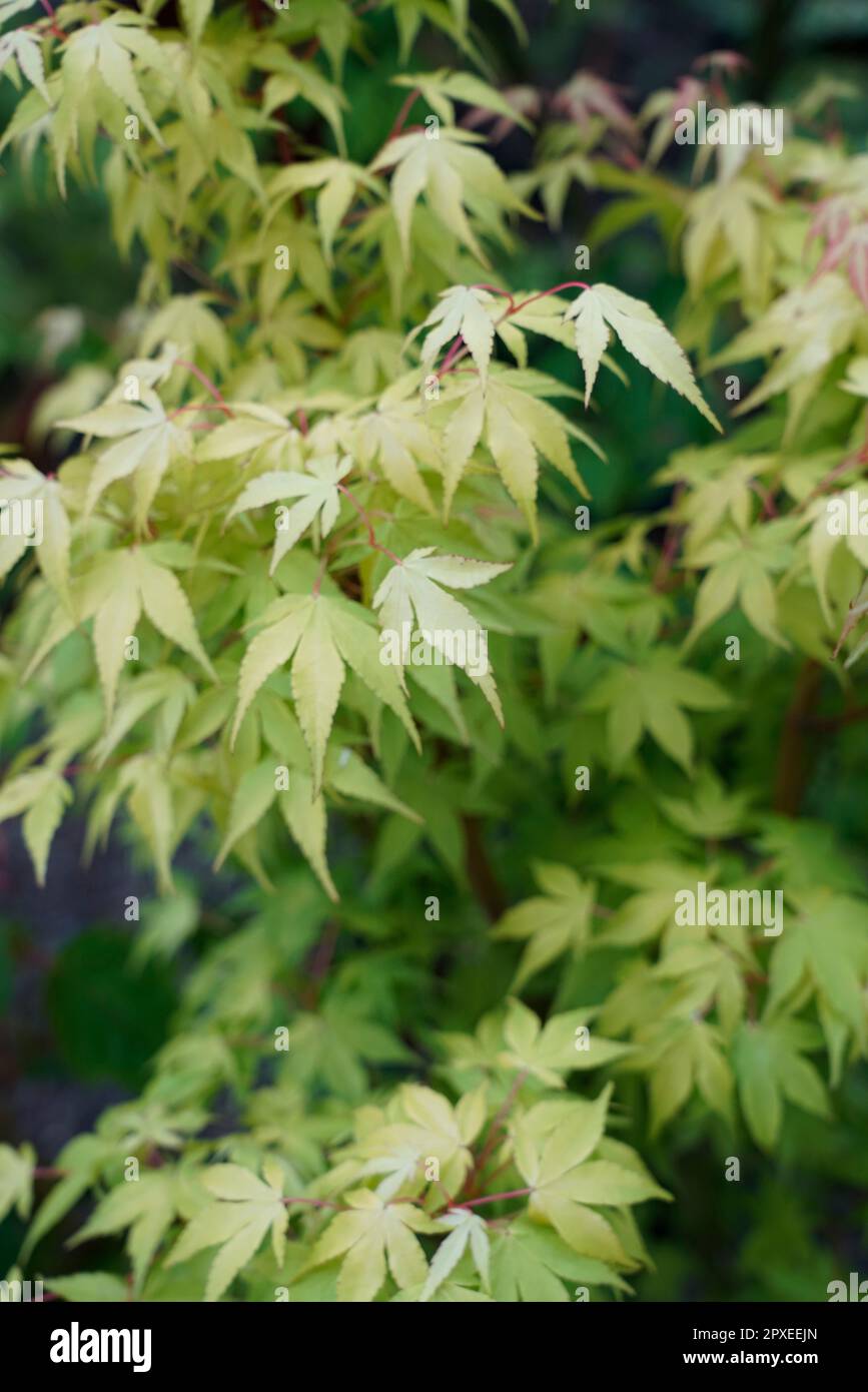 Acer palmatum, commonly known as Japanese maple,palmate maple, or ...