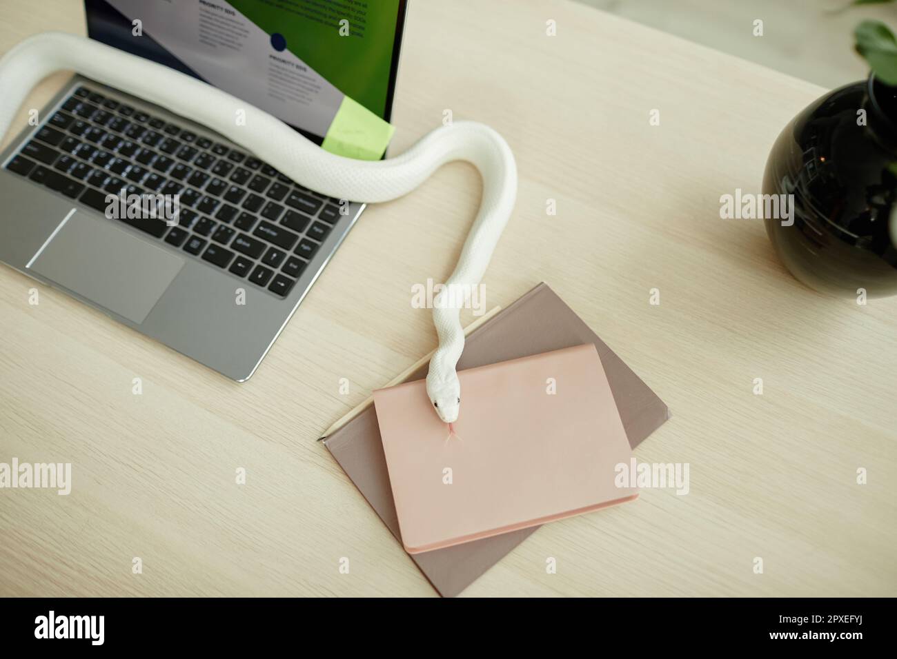 High angle of white rat snake creeping along laptop keyboard standing ...