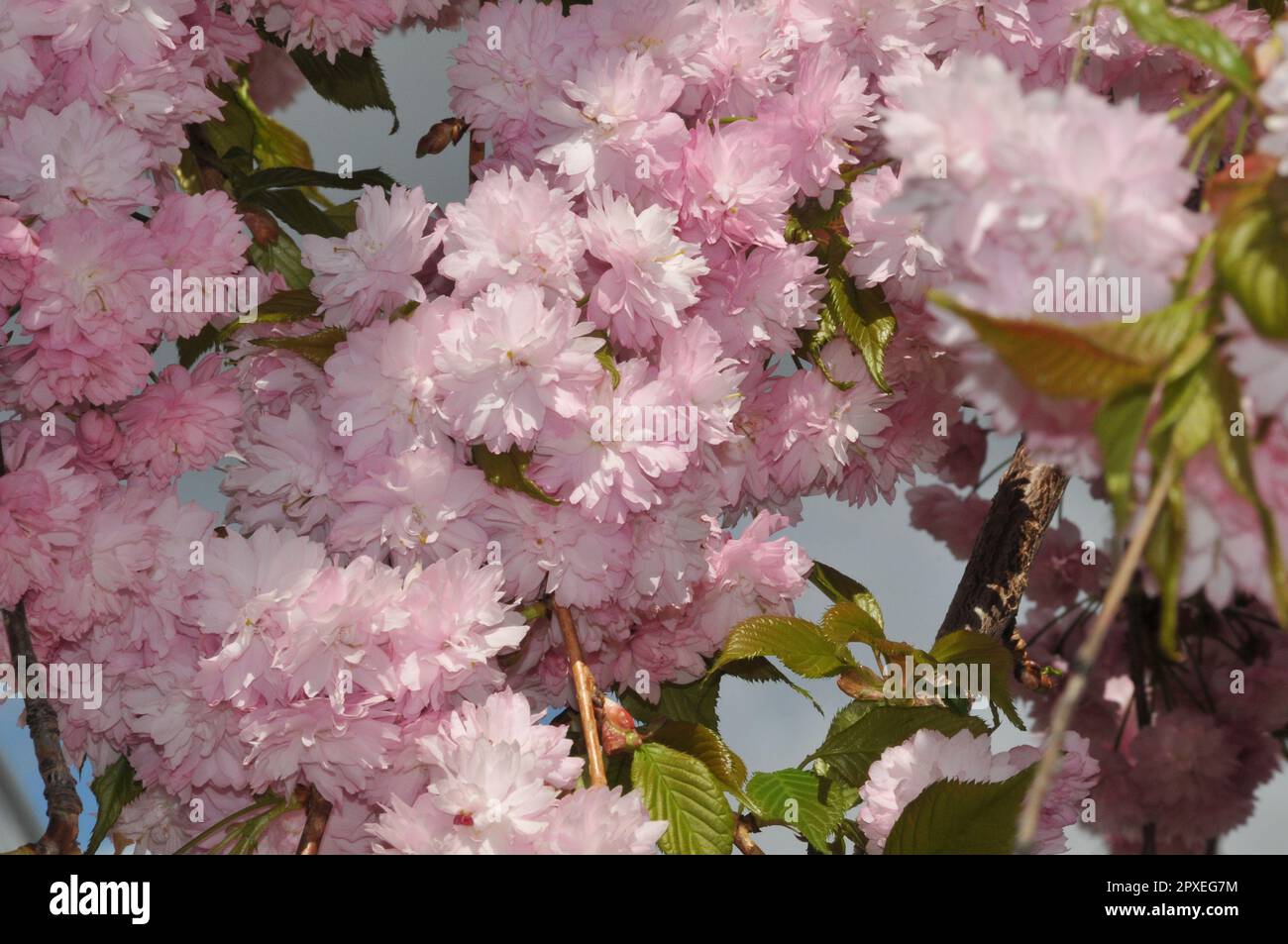 Copenhagen /Denmark/02 May 2023/ Cherry blossom flowers in danis ...