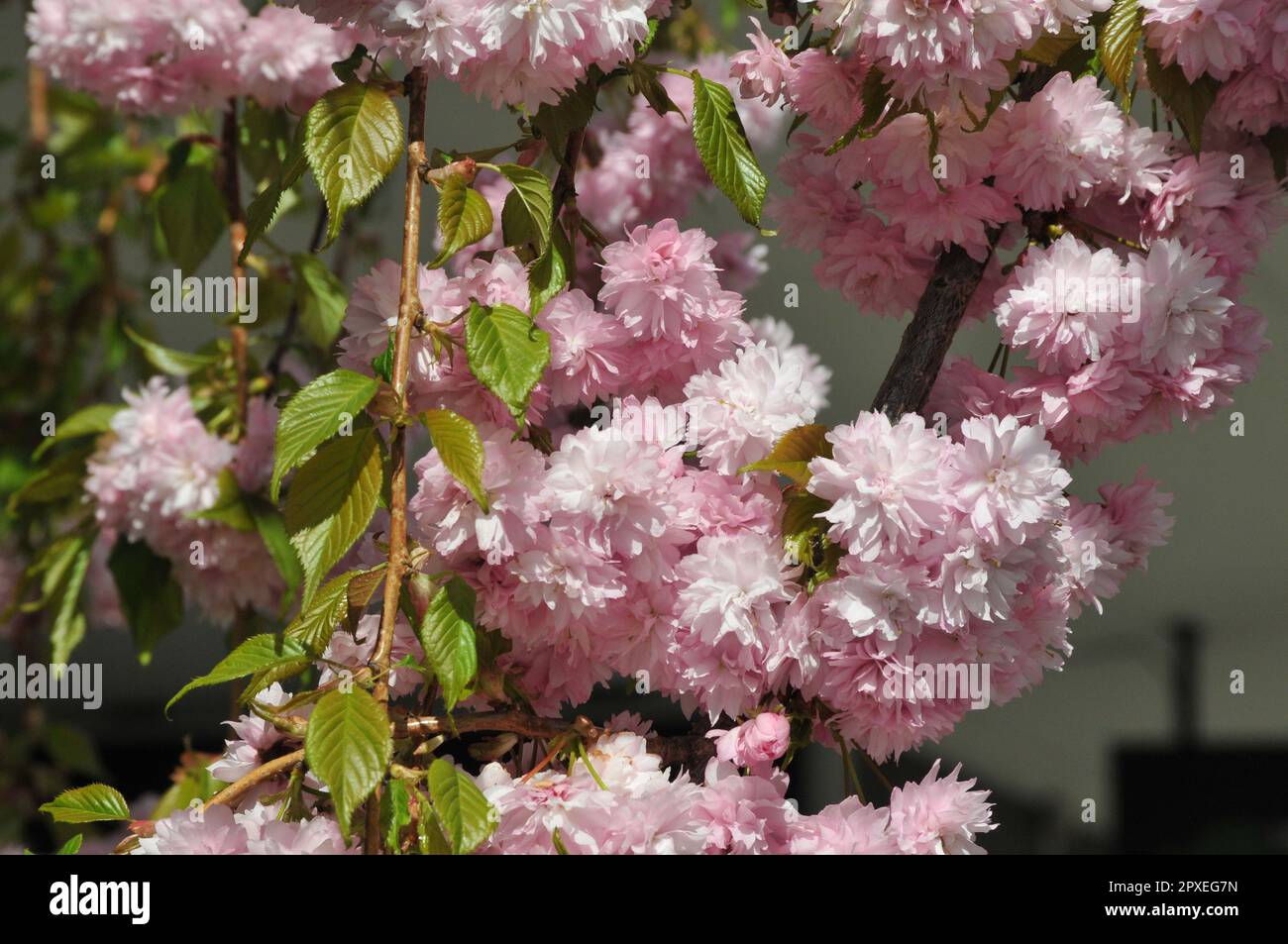 Copenhagen /Denmark/02 May 2023/ Cherry blossom flowers in danis ...