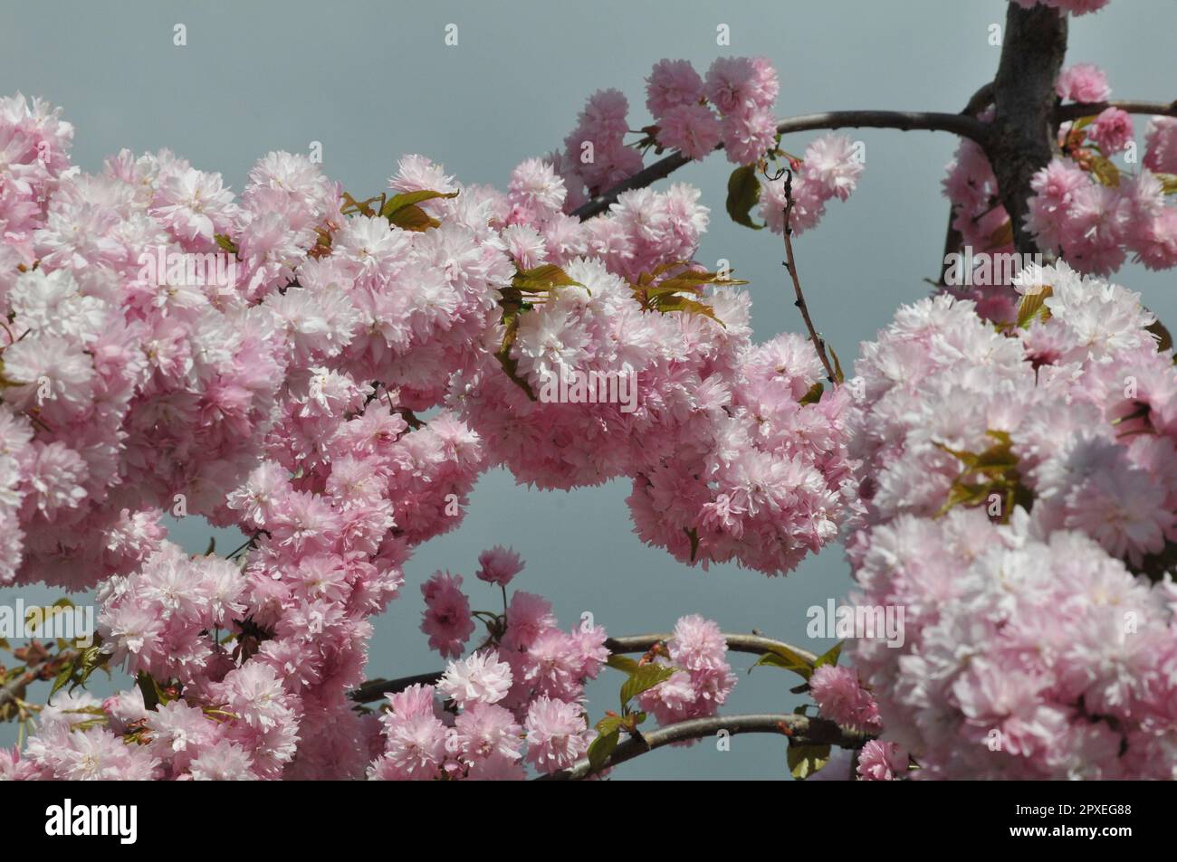 Copenhagen /Denmark/02 May 2023/ Cherry blossom flowers in danis ...