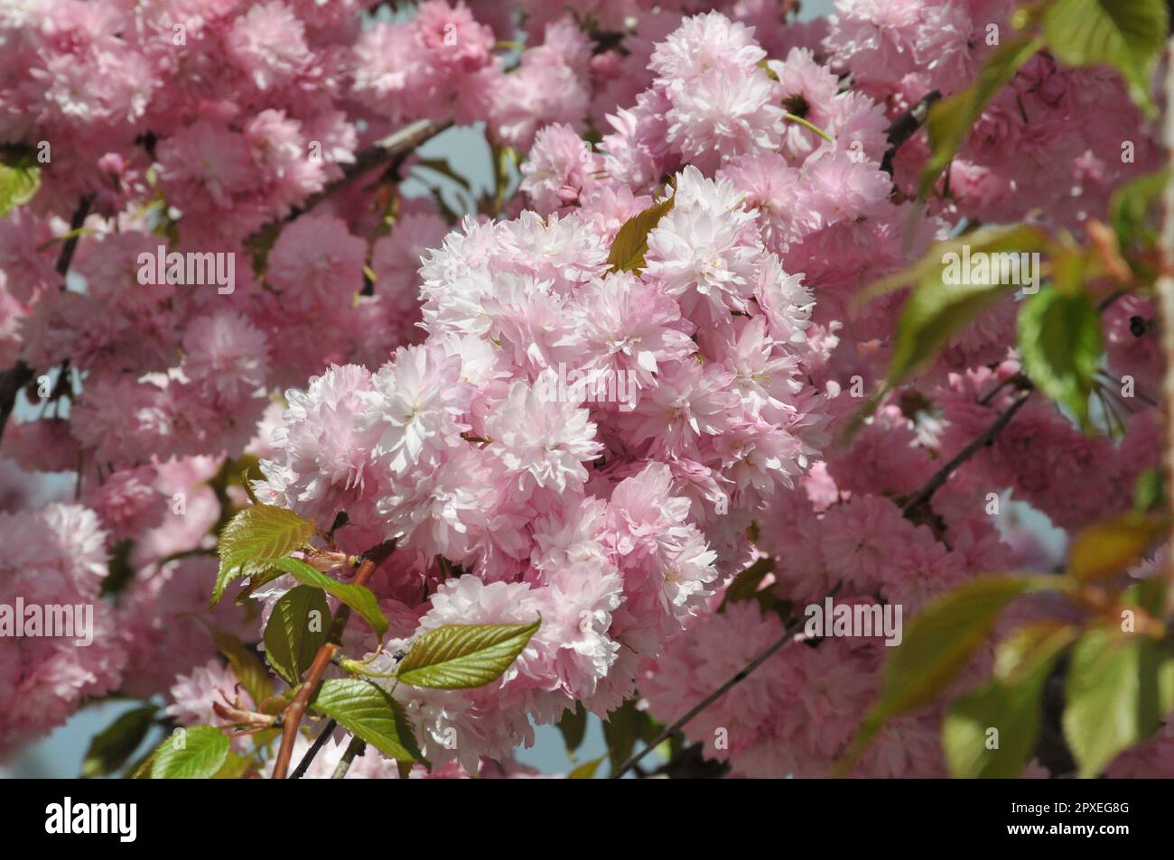 Copenhagen /Denmark/02 May 2023/ Cherry blossom flowers in danis ...