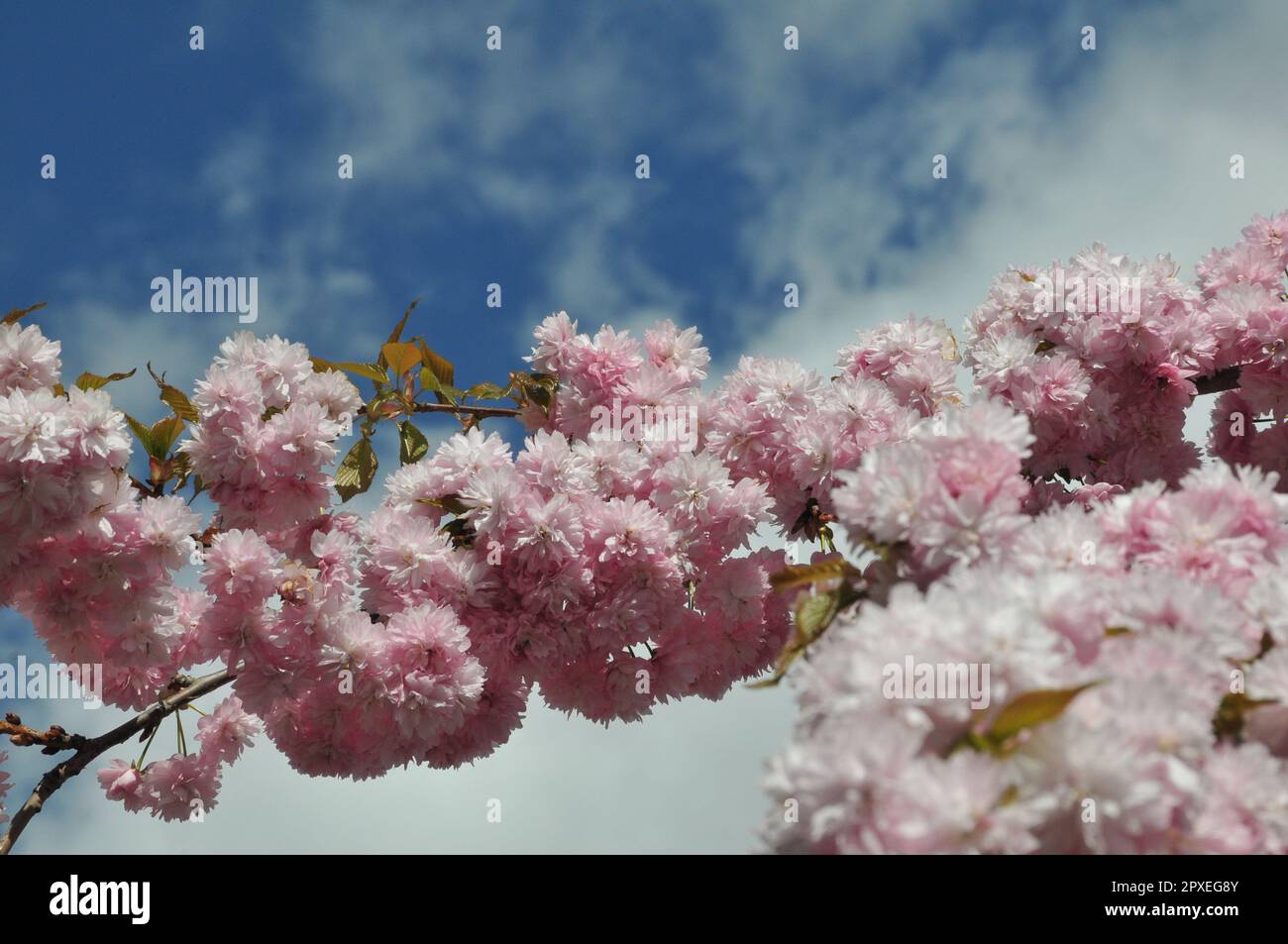 Copenhagen /Denmark/02 May 2023/ Cherry blossom flowers in danis ...